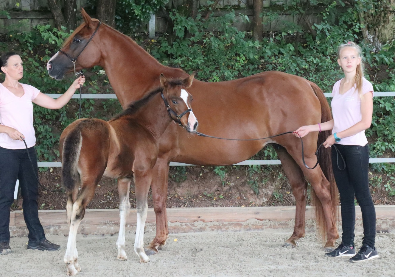 Für „Neu“-züchter - VZAP