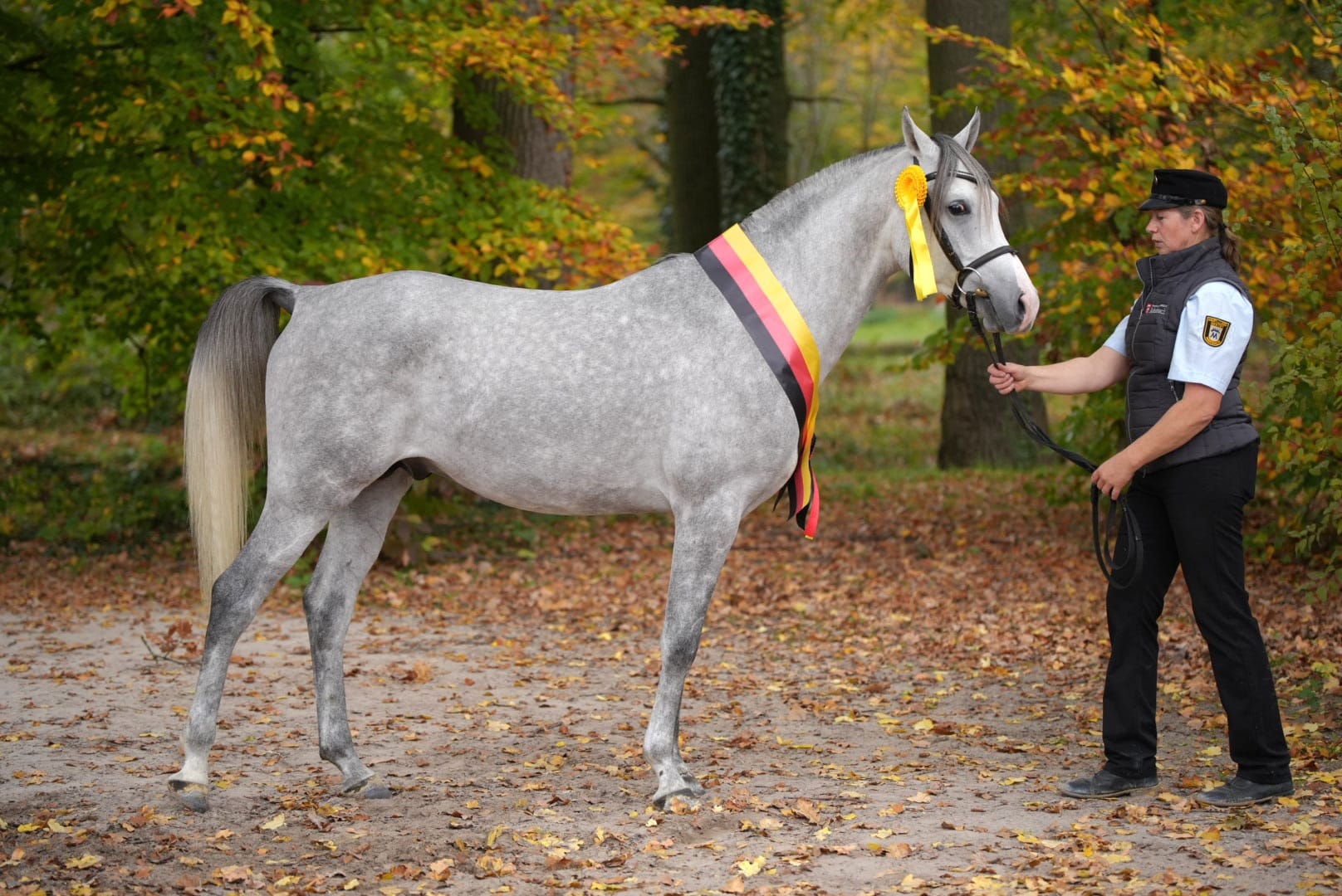 Übersicht der Hengste der Körung & Verbandshengstschau 2024 - VZAP
